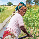 Productive and profitable farms improving lives in Africa - Connect ...