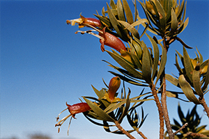 Aboriginal traditional medicines - Research - University of South Australia
