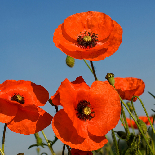 UniSA scientists take out Tall Poppy Awards | Mirage News